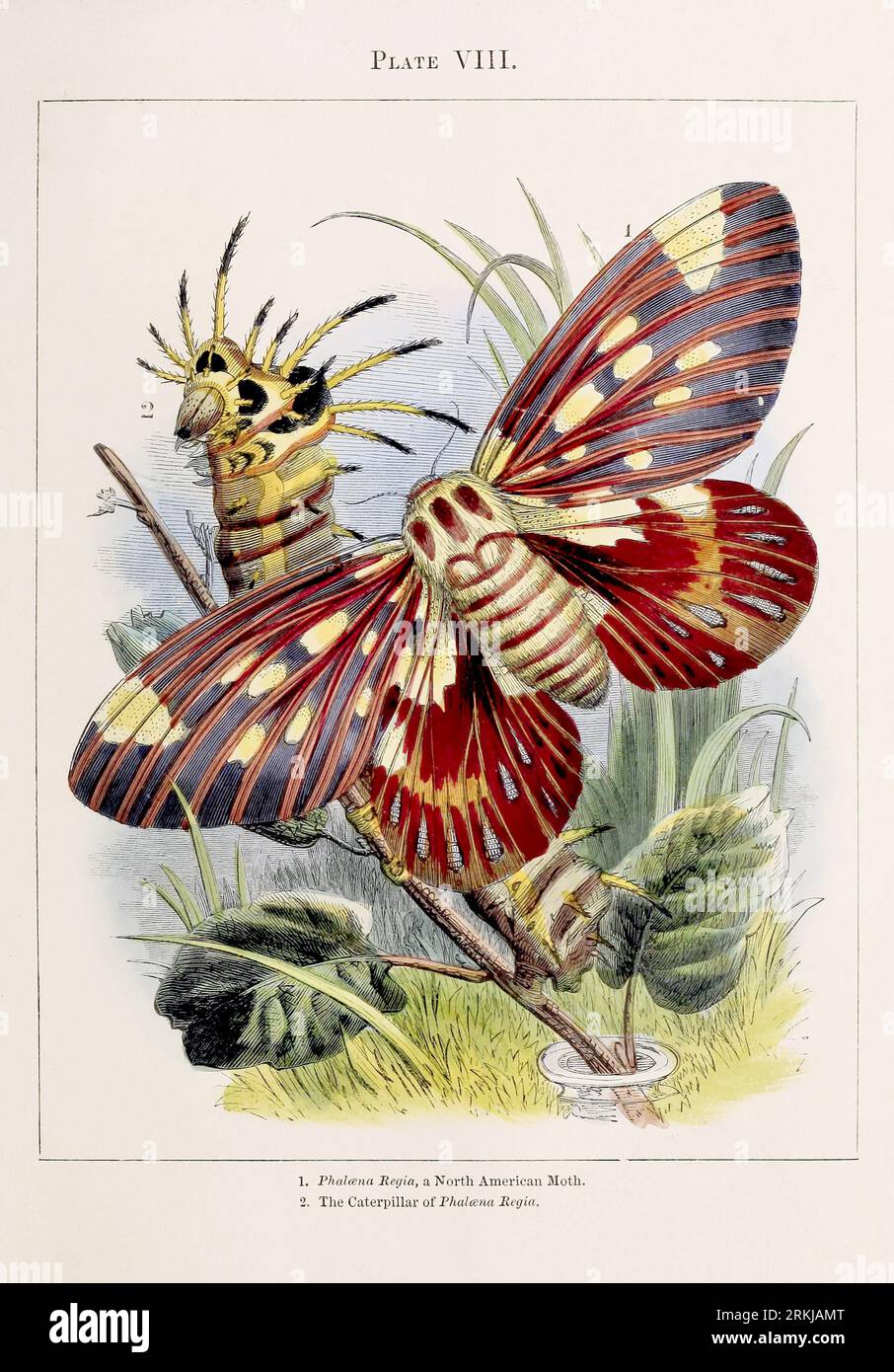 Moths. Colorful illustration of the curious metamorphoses of some of ...