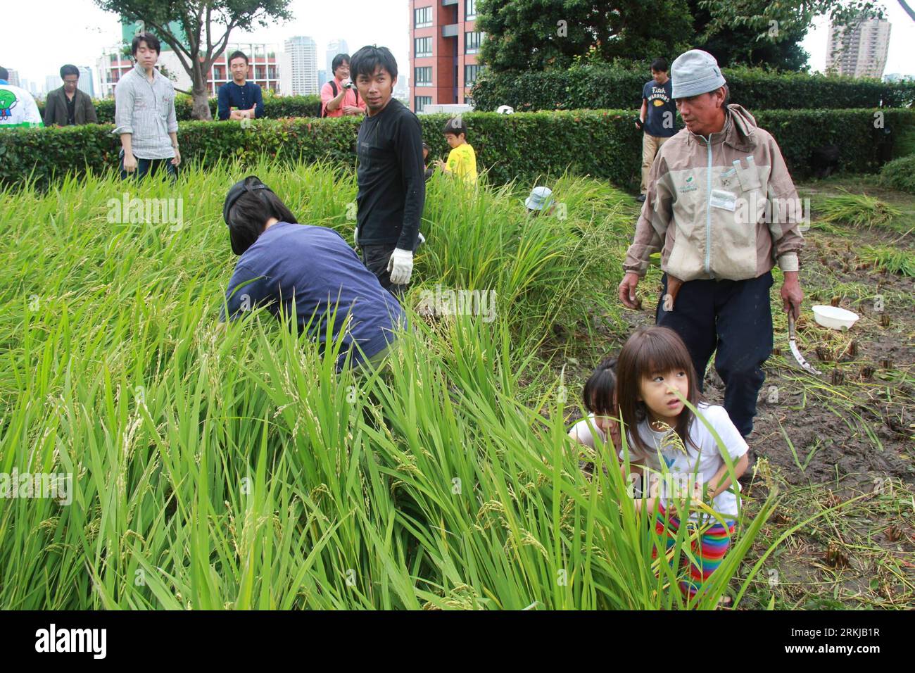 Reisernte japan hi-res stock photography and images - Alamy