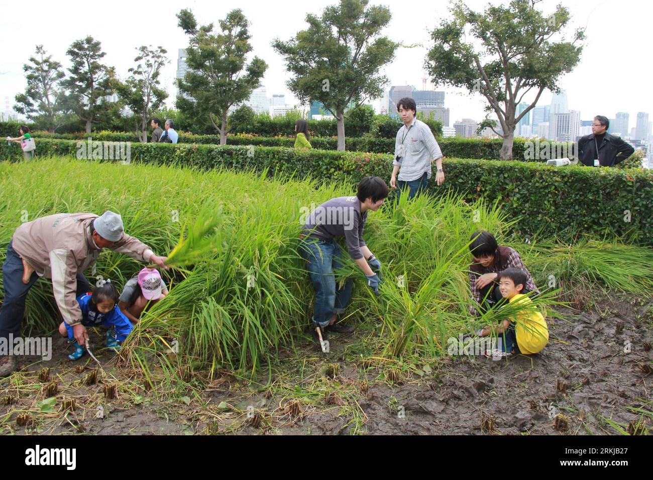Reisernte japan hi-res stock photography and images - Alamy