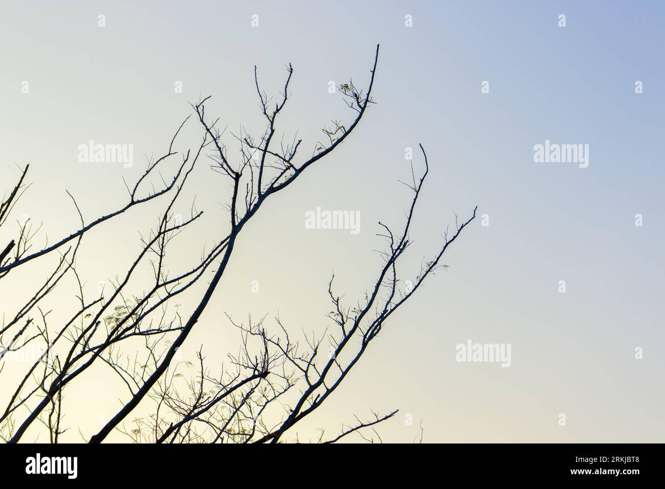 Dry tree in morning hi-res stock photography and images - Alamy