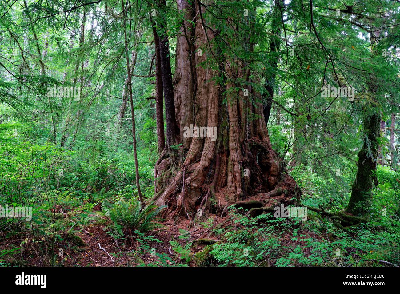 Cedar harbour hi-res stock photography and images - Alamy
