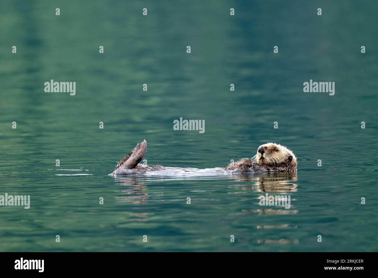 A sea otter floating in a body of water in Quatsino Sound, Vancouver ...