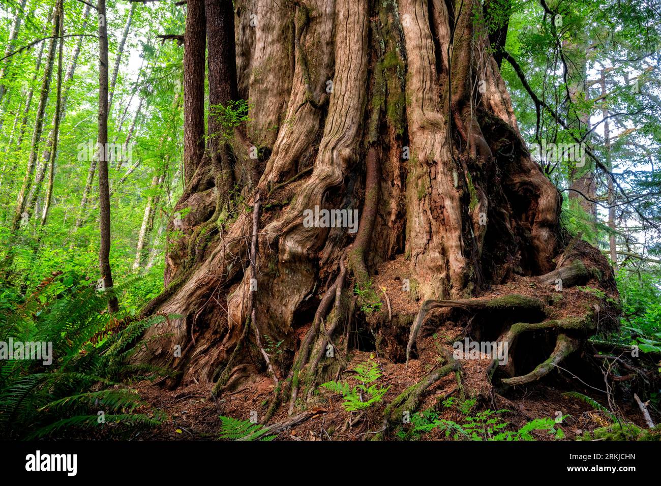 Cedar harbour hi-res stock photography and images - Alamy