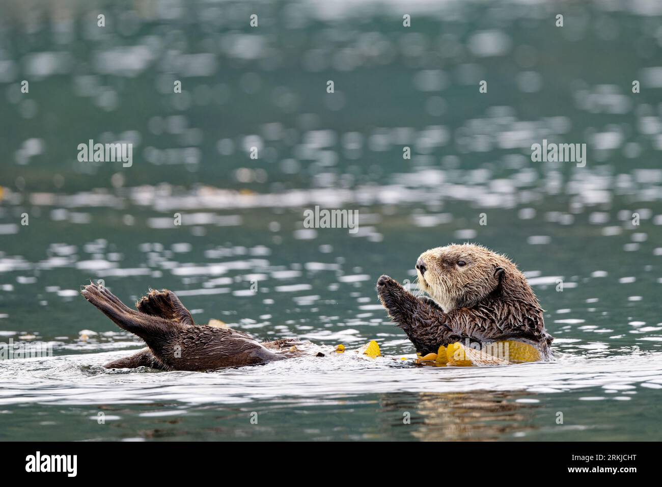 A sea otter floating in a body of water in Quatsino Sound, Vancouver ...