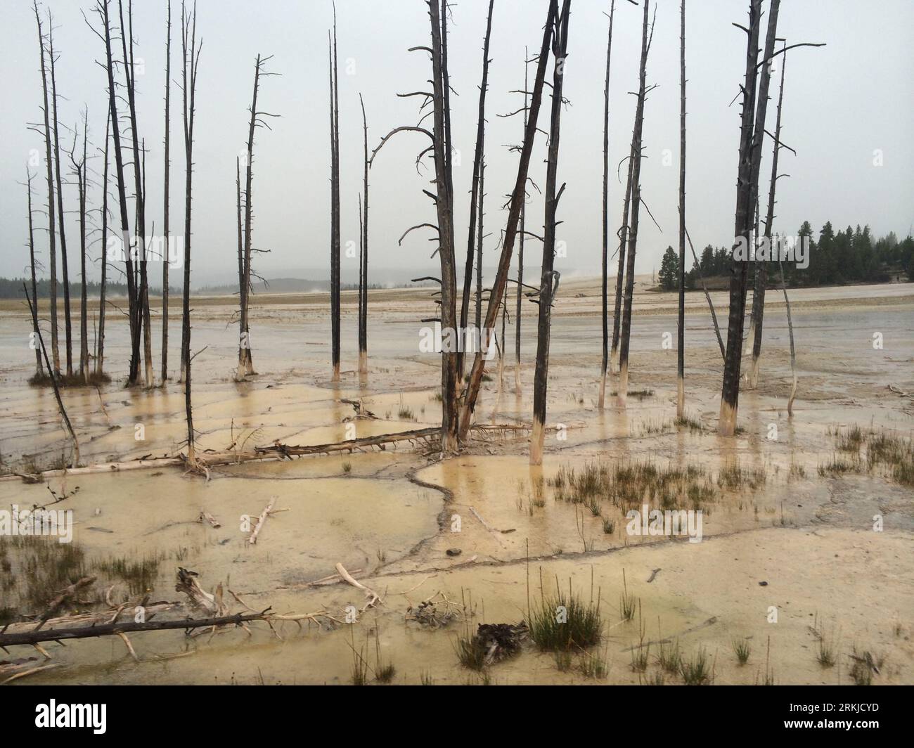 A serene marsh landscape with the remnants of dead trees standing in ...