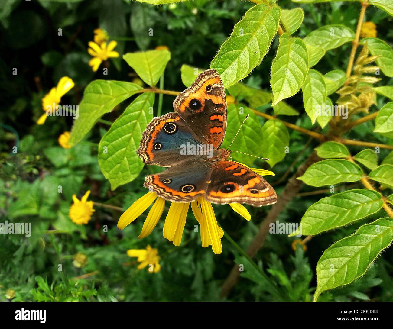 Butterfly pollen extreme close hi-res stock photography and images - Alamy