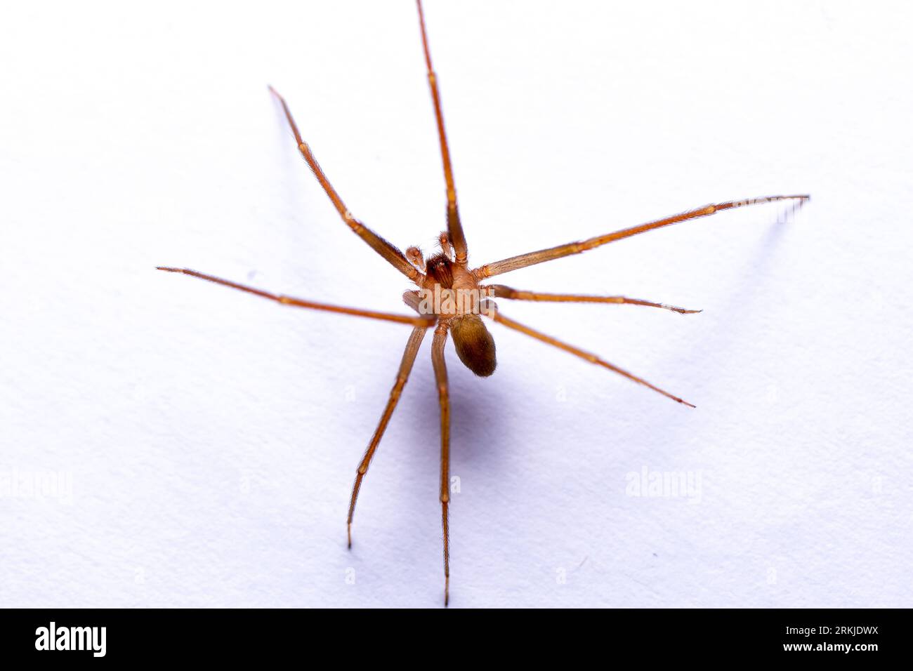 A close-up shot of a brown recluse or violin spider perched on a white ...