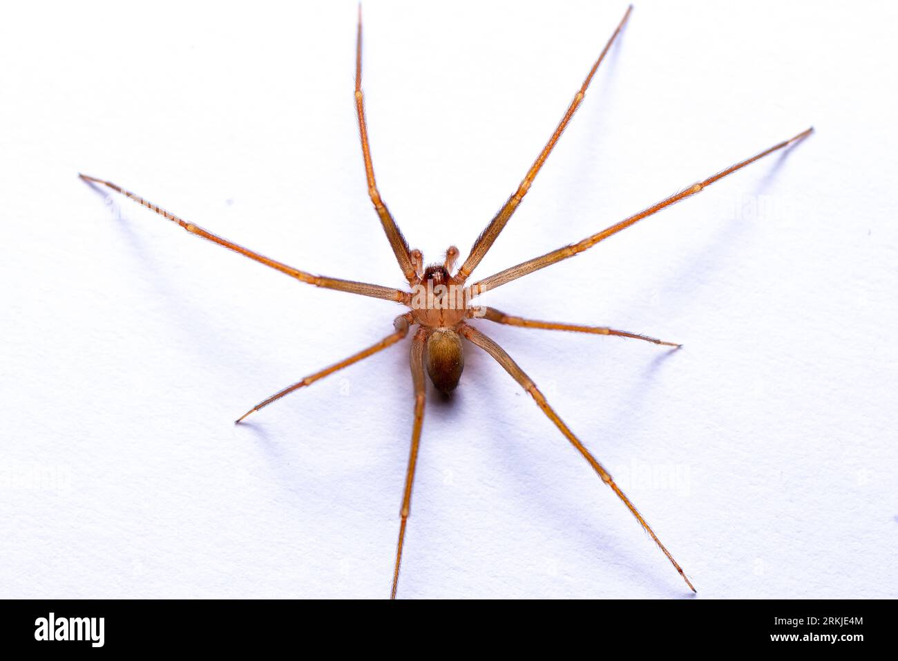 A close-up shot of a brown recluse or violin spider perched on a white ...