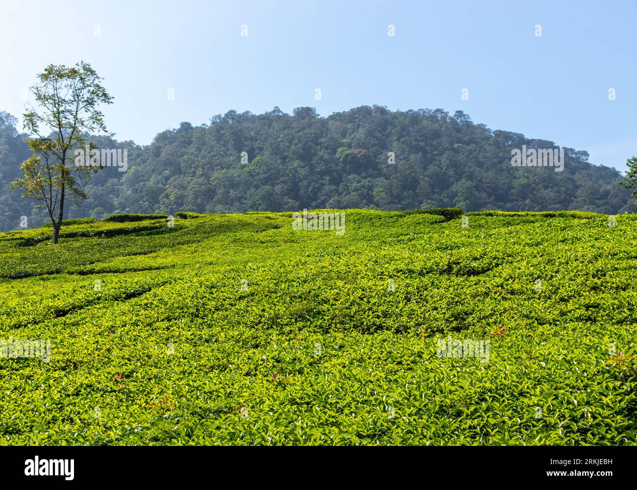Tea plantation indonesia hi-res stock photography and images - Alamy