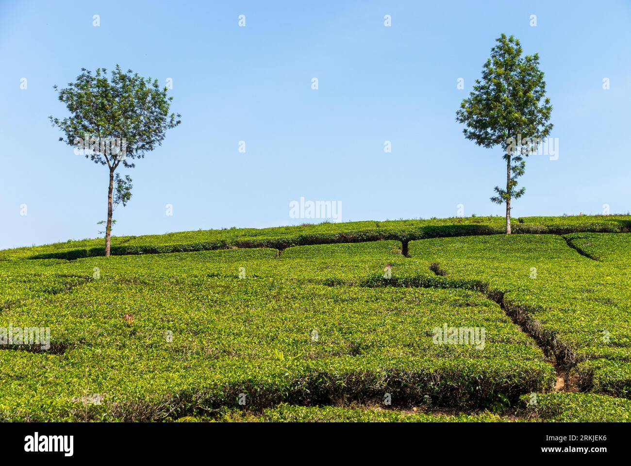 Indonesia tea plantation indonesia tea hi-res stock photography and ...