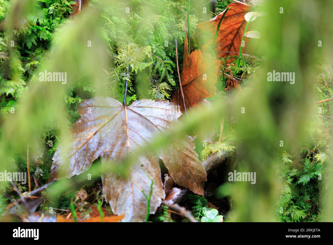 autumn in the forest Stock Photo - Alamy