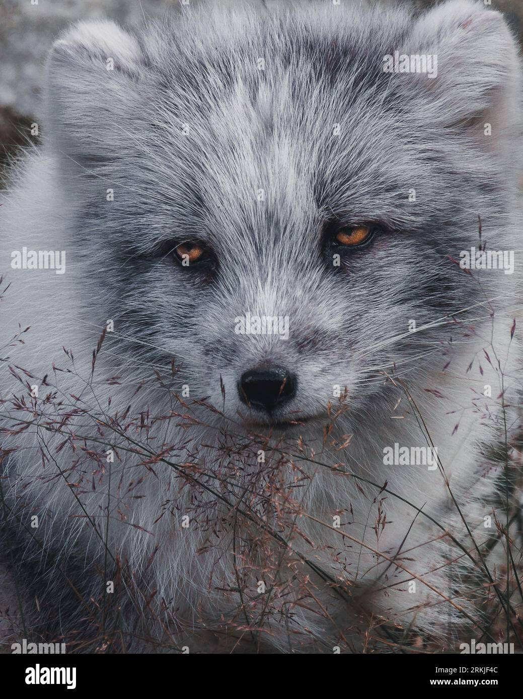 An Artic Fox in Norway Stock Photo - Alamy