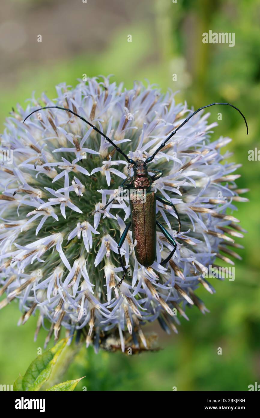 Moschusbock, Moschus-Bock, Moschusbockkäfer, Moschus-Bockkäfer ...
