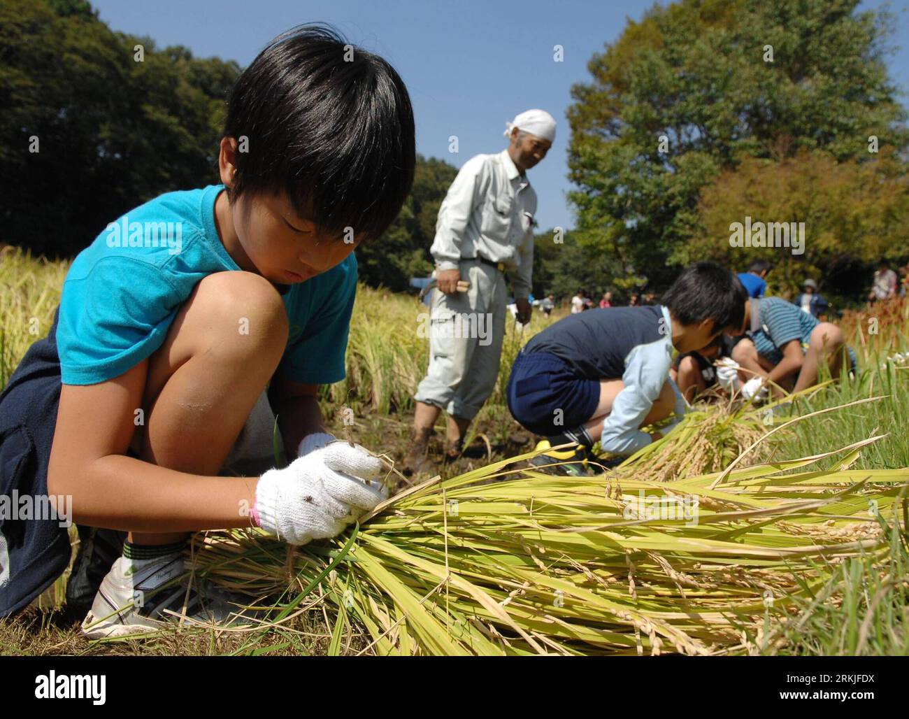 Reisernte japan hi-res stock photography and images - Alamy