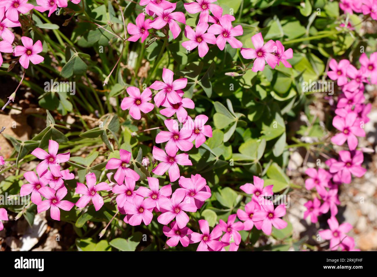 Rosa Sauerklee, Gegliederter Sauerklee, Rosablühender Sauerklee, Oxalis ...