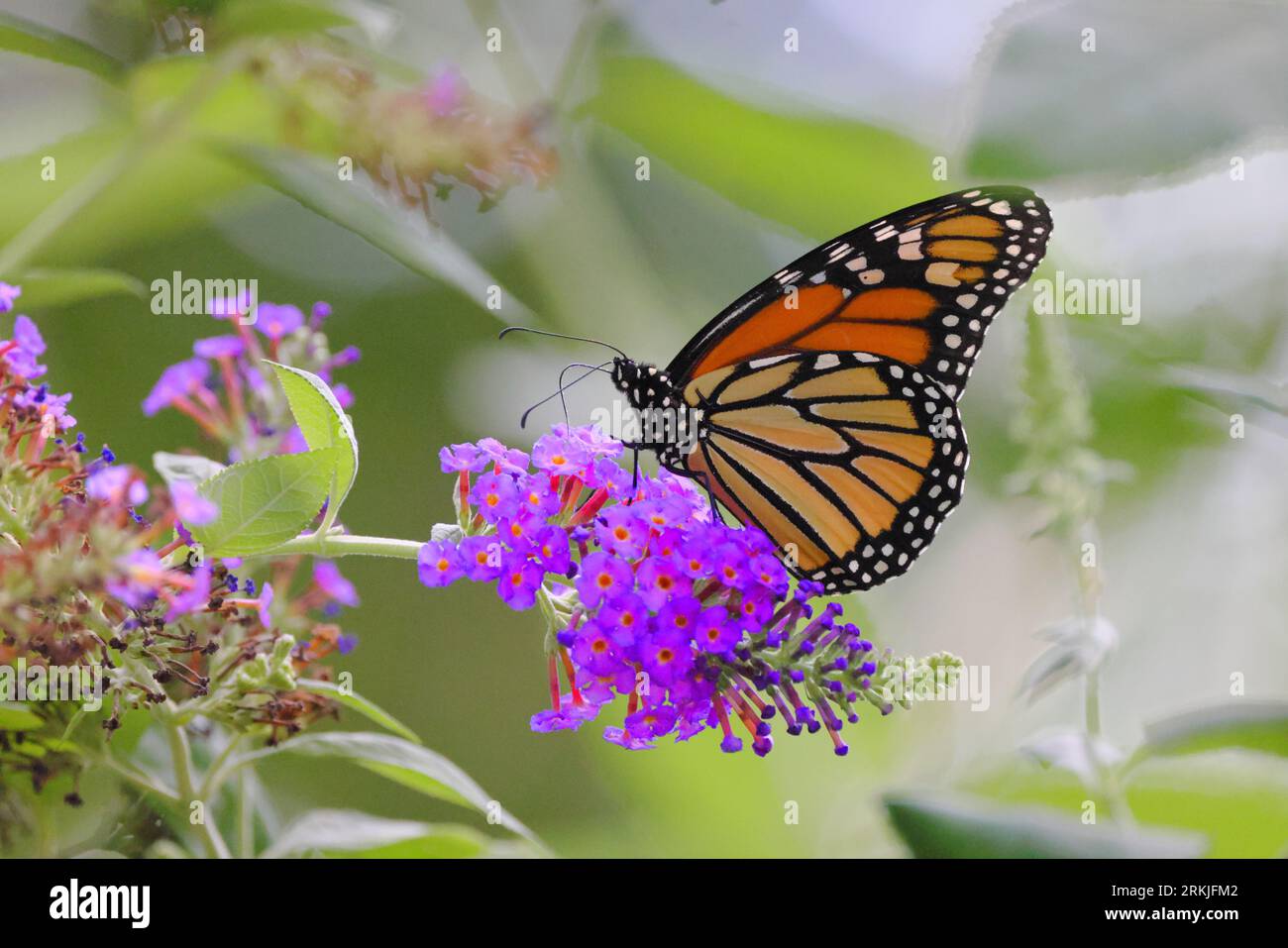 Monarch purple hi-res stock photography and images - Alamy