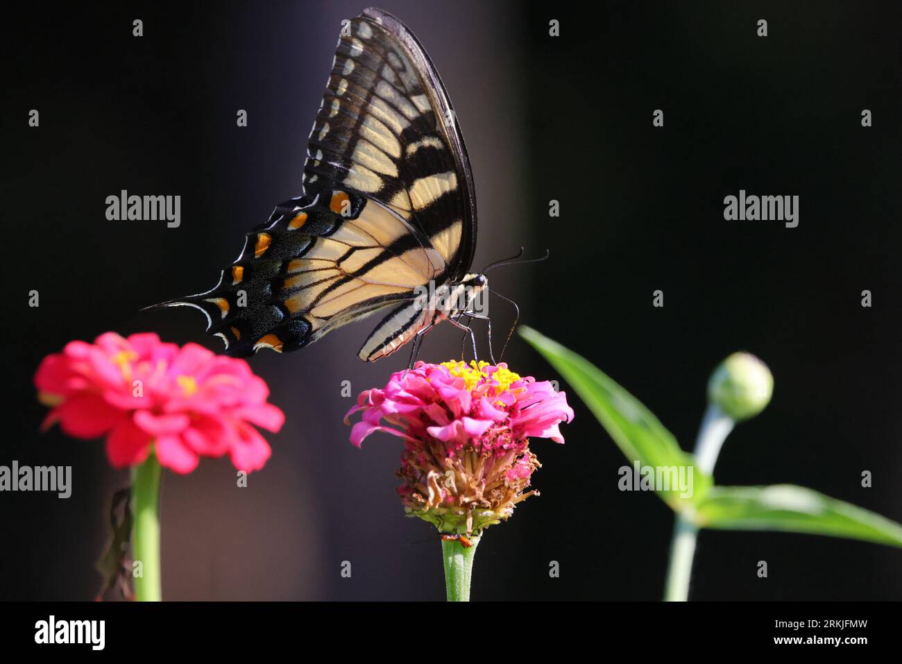 A vibrant Sailfish glaucus (Papilio glaucus) butterfly perched atop a ...