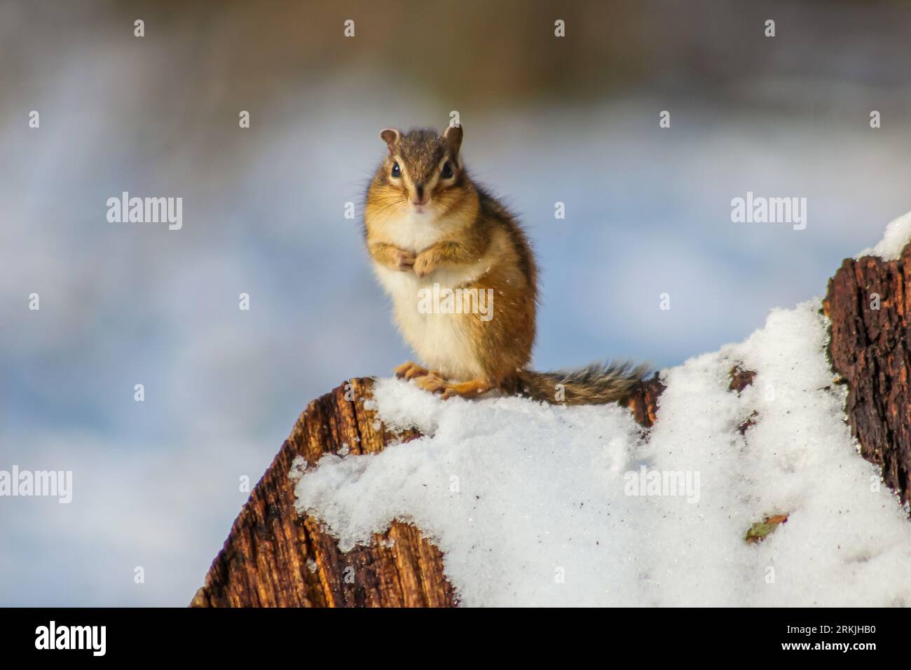 An Asian chipmunk perched atop a snow-covered log stands in ...