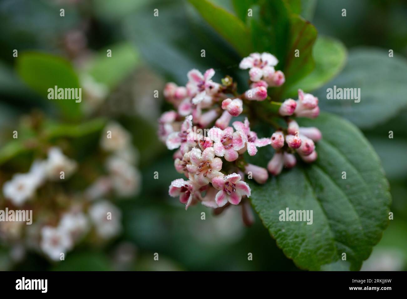 Sandankwa viburnum hi-res stock photography and images - Alamy