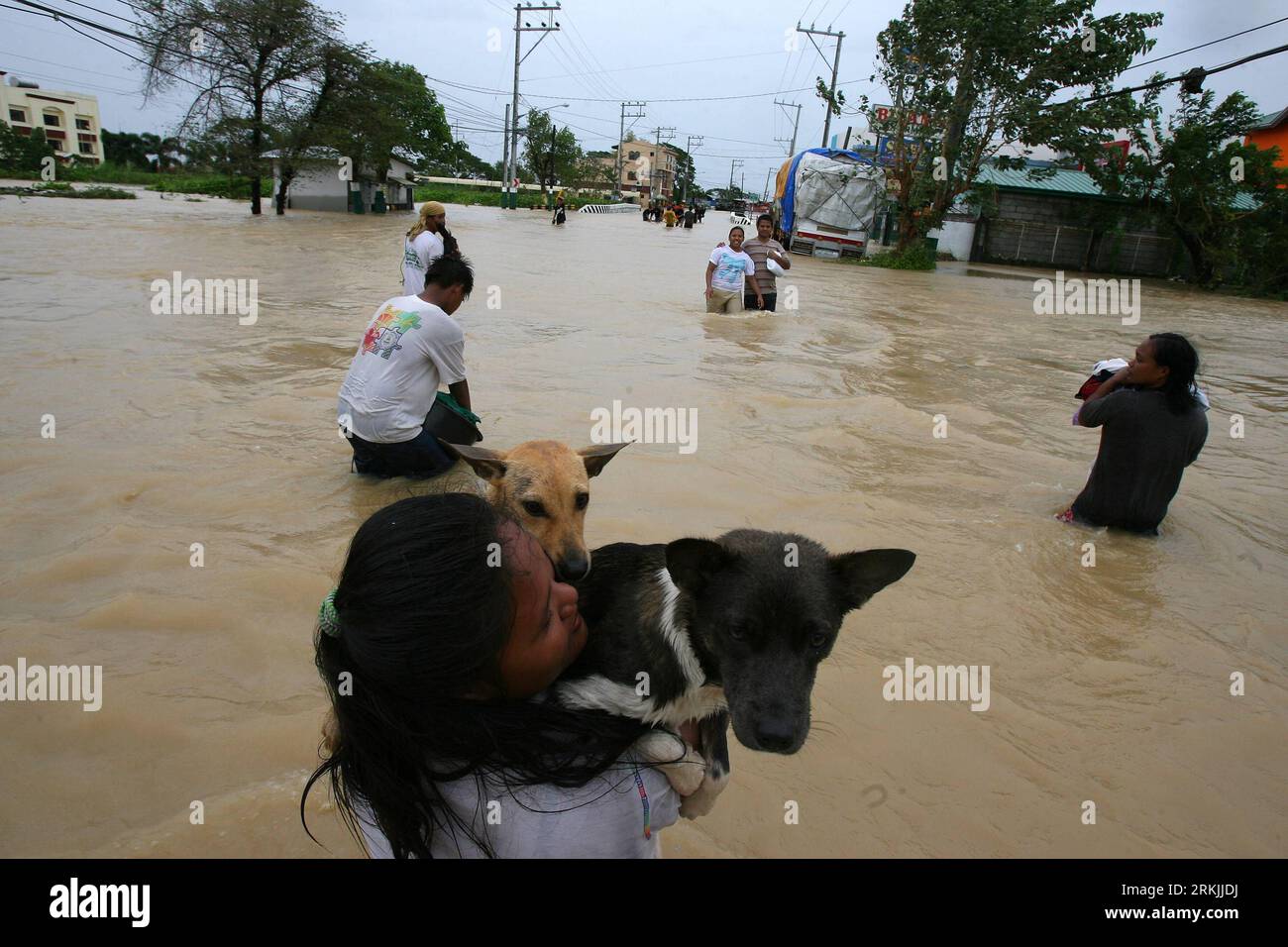 Philippine dogs hi-res stock photography and images - Alamy