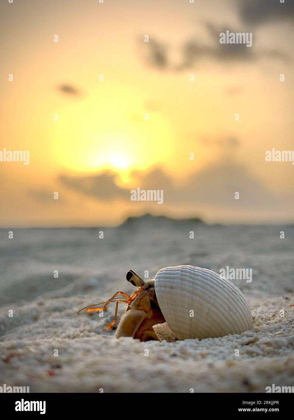A vibrant, orange and pink sunset illuminating a crab resting inside of ...