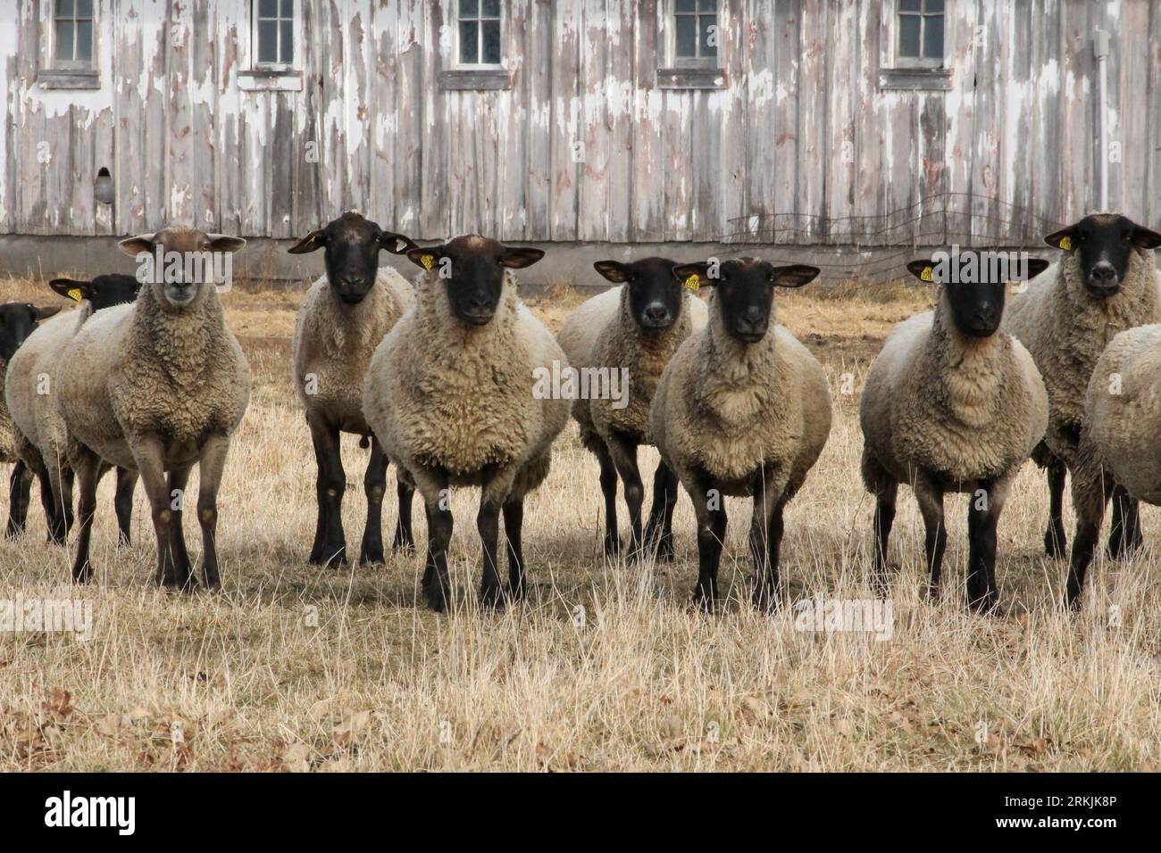 A herd of sheep gathered in an open grassy area in front of a large ...