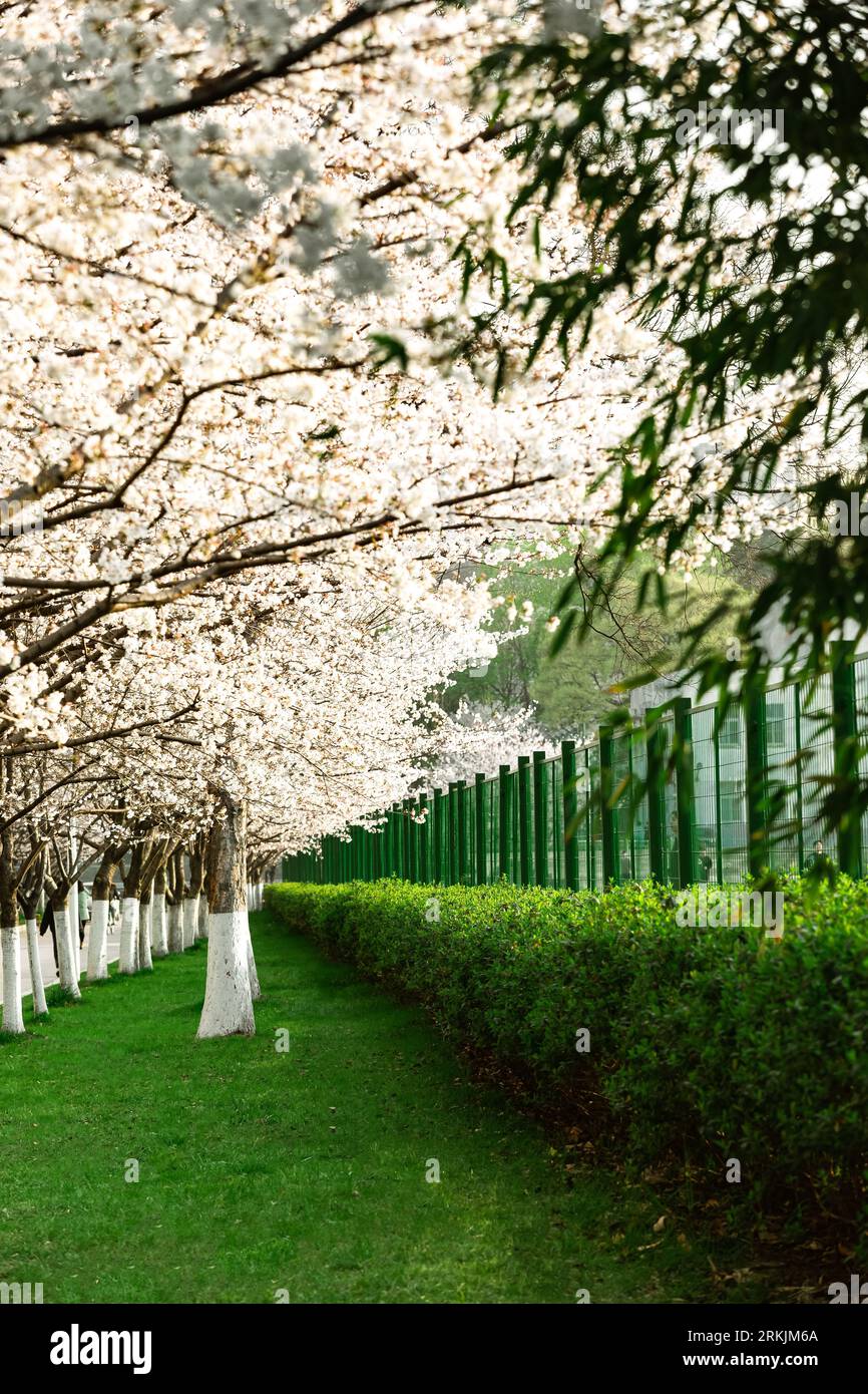 A picturesque landscape featuring an array of trees lined up in a row ...