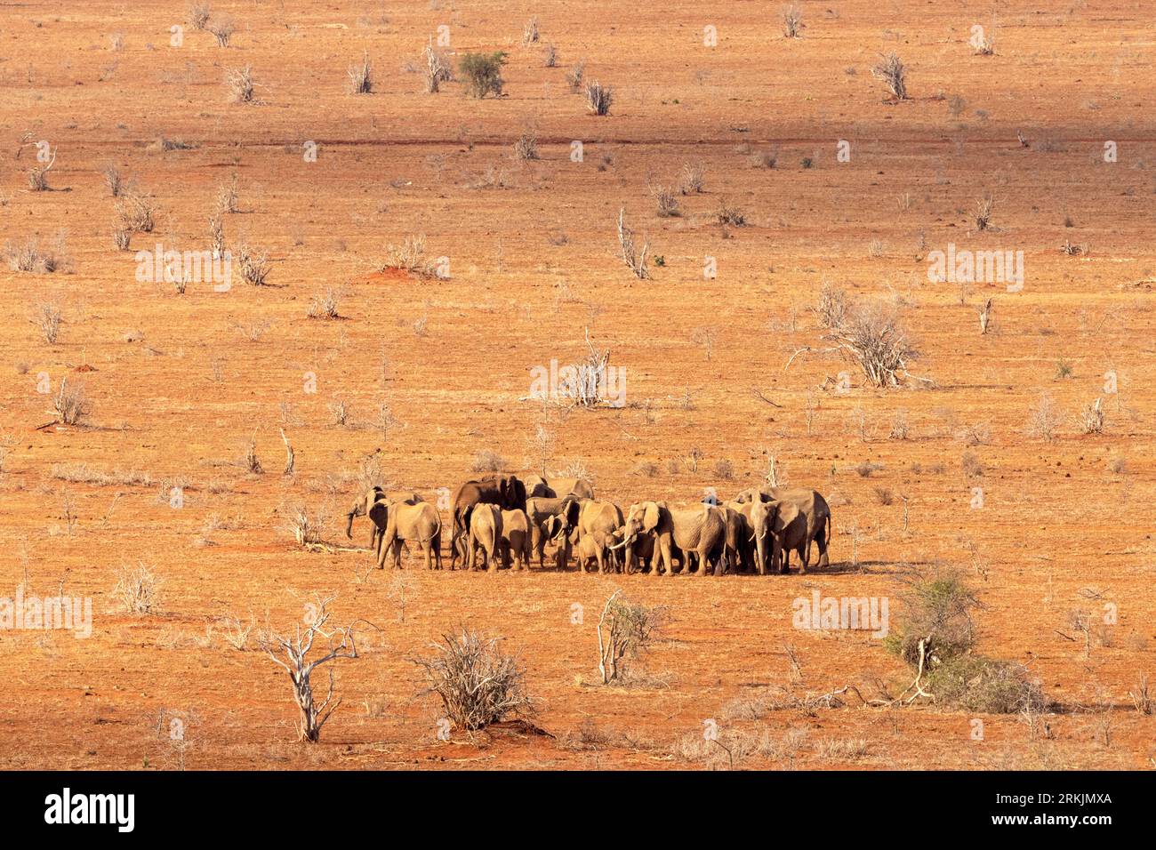 African elephant matriarch lead hi-res stock photography and images - Alamy