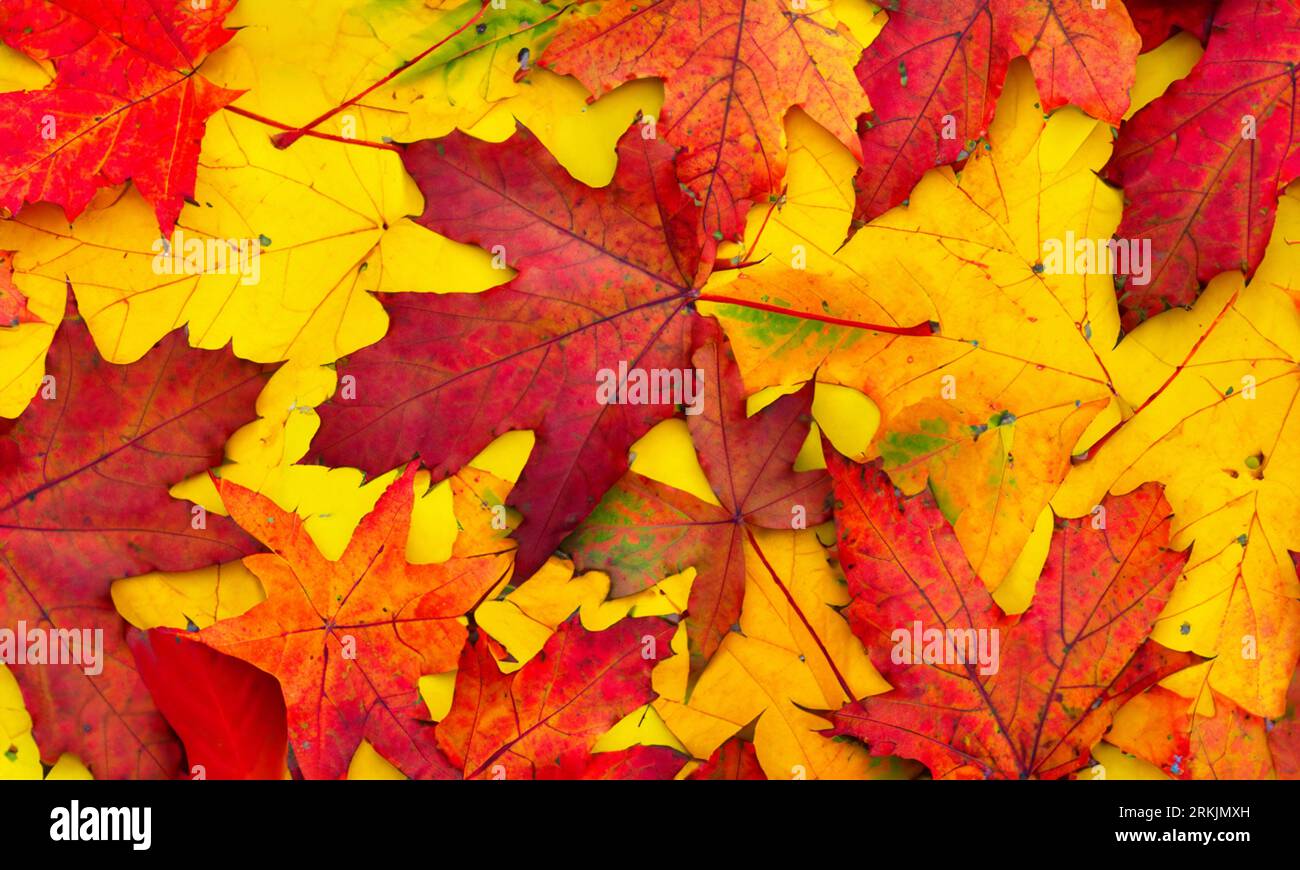 Autumn leaves texture. Natural background Stock Photo - Alamy