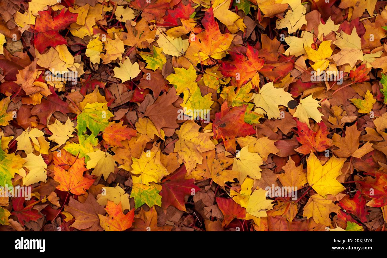 Autumn leaves texture. Natural background Stock Photo - Alamy