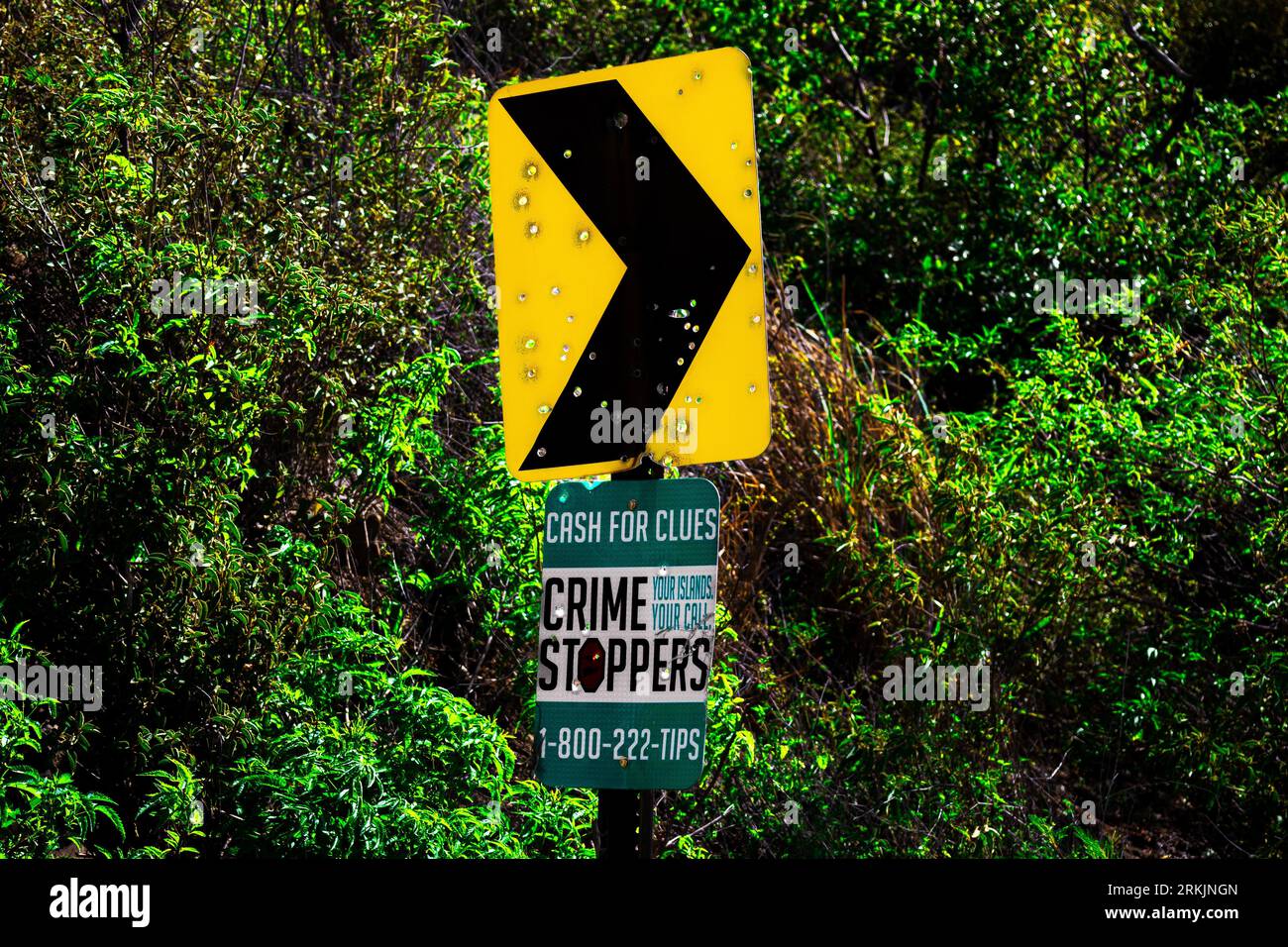 A bright yellow warning sign surrounded by a lush green forest ...