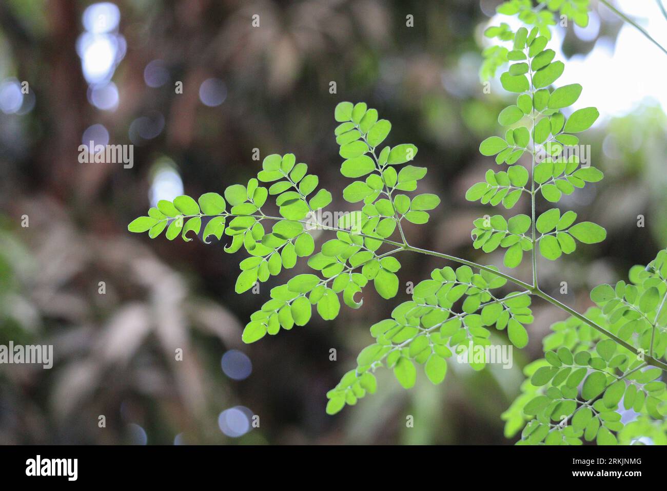 Green leaves of Moringa tree Stock Photo - Alamy