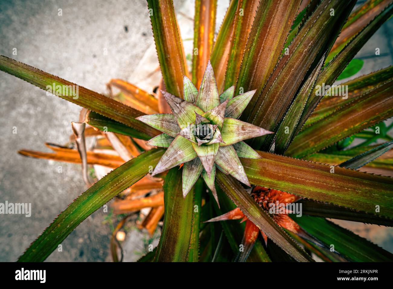 Pineapple sprout hi-res stock photography and images - Alamy