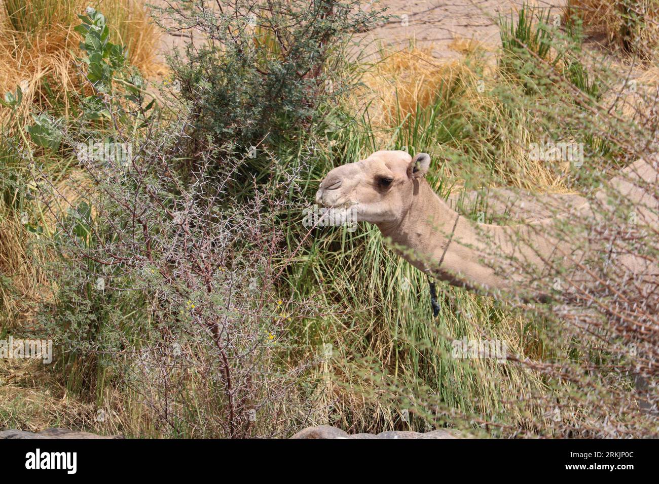 Acacia tree ancient egypt hi-res stock photography and images - Alamy