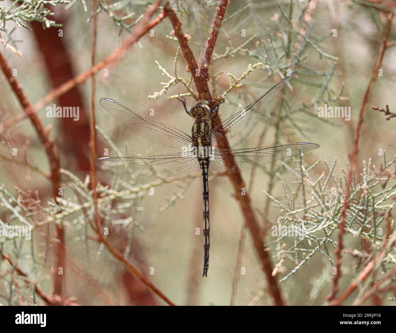 long skimmer dragonfly (Orthetrum trinacria Stock Photo - Alamy