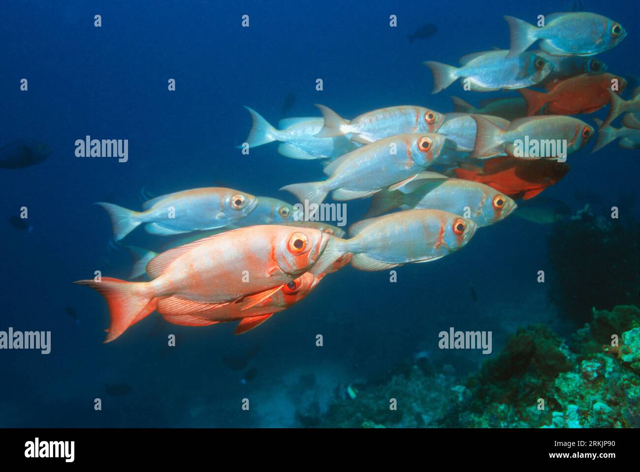 Big-eye or Goggle-eye (Priacanthus hamrur). Red Sea, Egypt Stock Photo ...