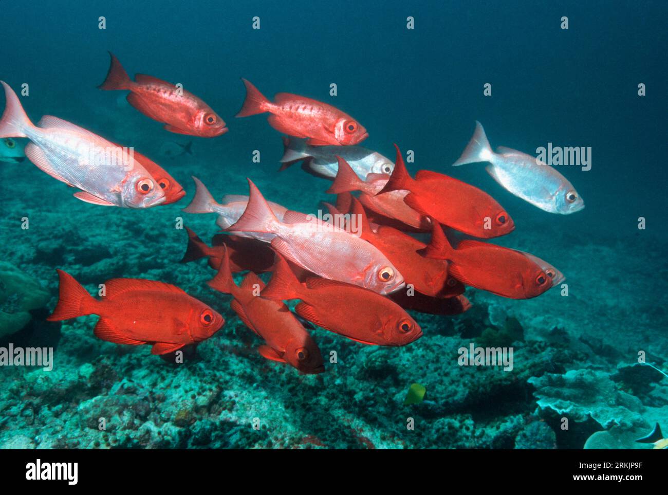 Bigeye or Goggle-eye (Priacanthus hamrur). Sipadan, Malaysia Stock ...
