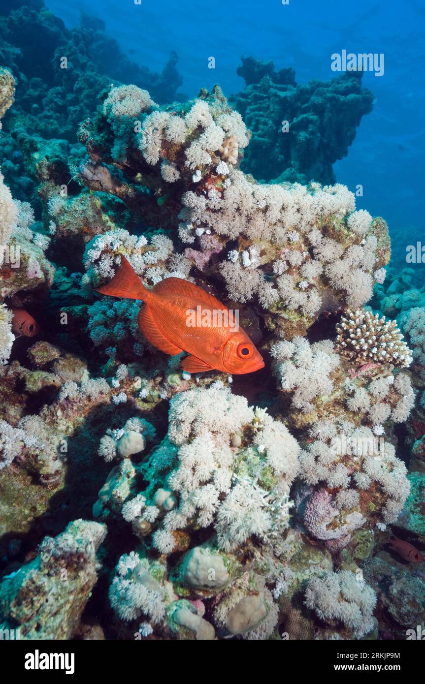Big-eye or Goggle-eye (Priacanthus hamrur). Egypt, Red Sea Stock Photo ...