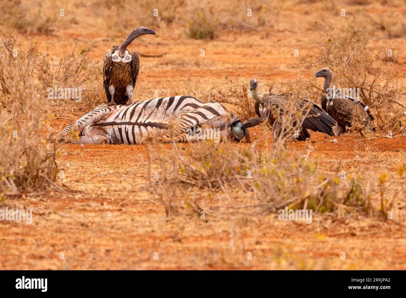 White-backed vulture (Gyps africanus) feasting on a dead zebra, Tsavo ...