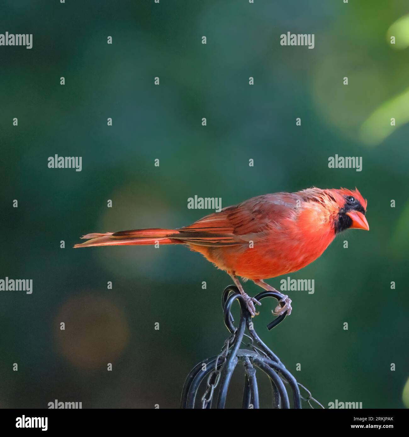 A vivid, exotic red cardinal bird perched atop a metallic iron ...