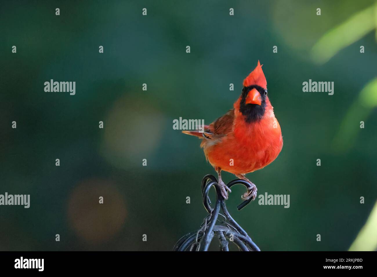 Cardinal bird silhouette hi-res stock photography and images - Alamy