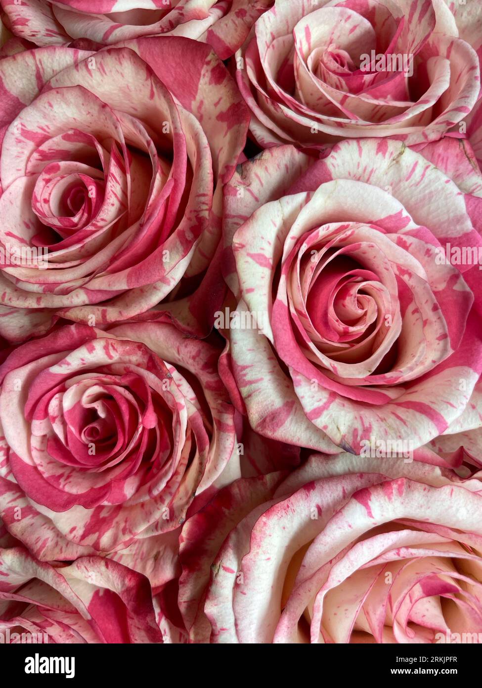 Classic white bloom hi-res stock photography and images - Alamy