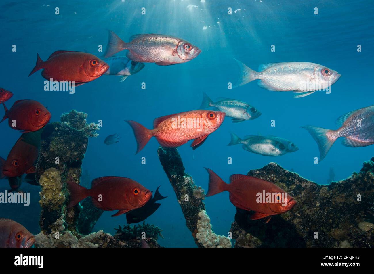 Big-eye or Goggle-eye (Priacanthus hamrur) on wreck. Red Sea, Egypt ...