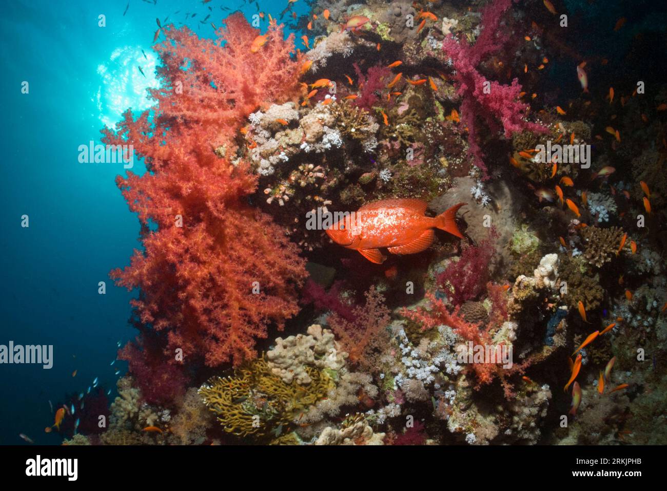 Big-eye or Goggle-eye (Priacanthus hamrur), with soft coral. Egypt, Red ...