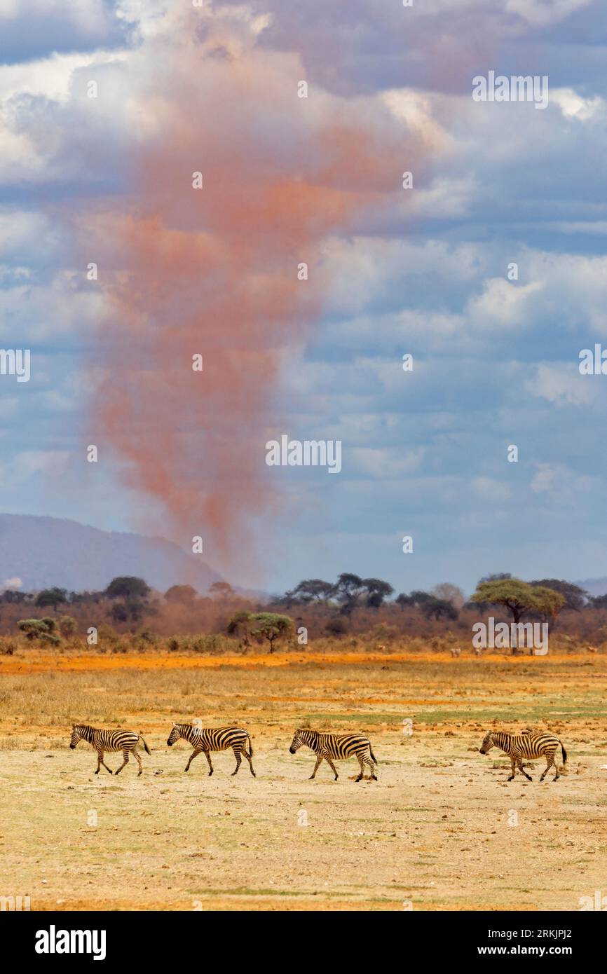 Zebras (Equus quagga) at Lake Jipe with a dust devil in the background ...