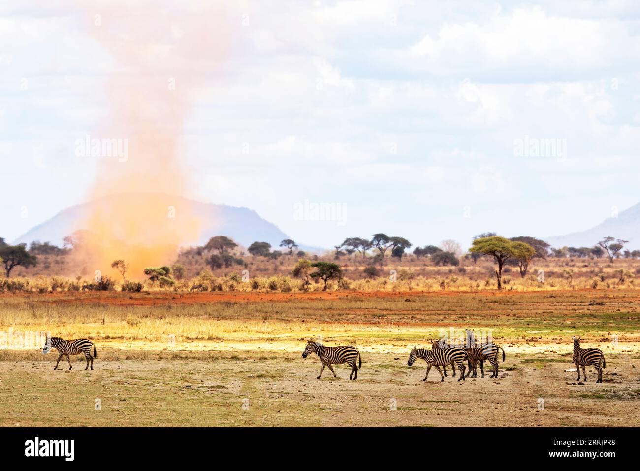 Zebras (Equus quagga) at Lake Jipe with a dust devil in the background ...