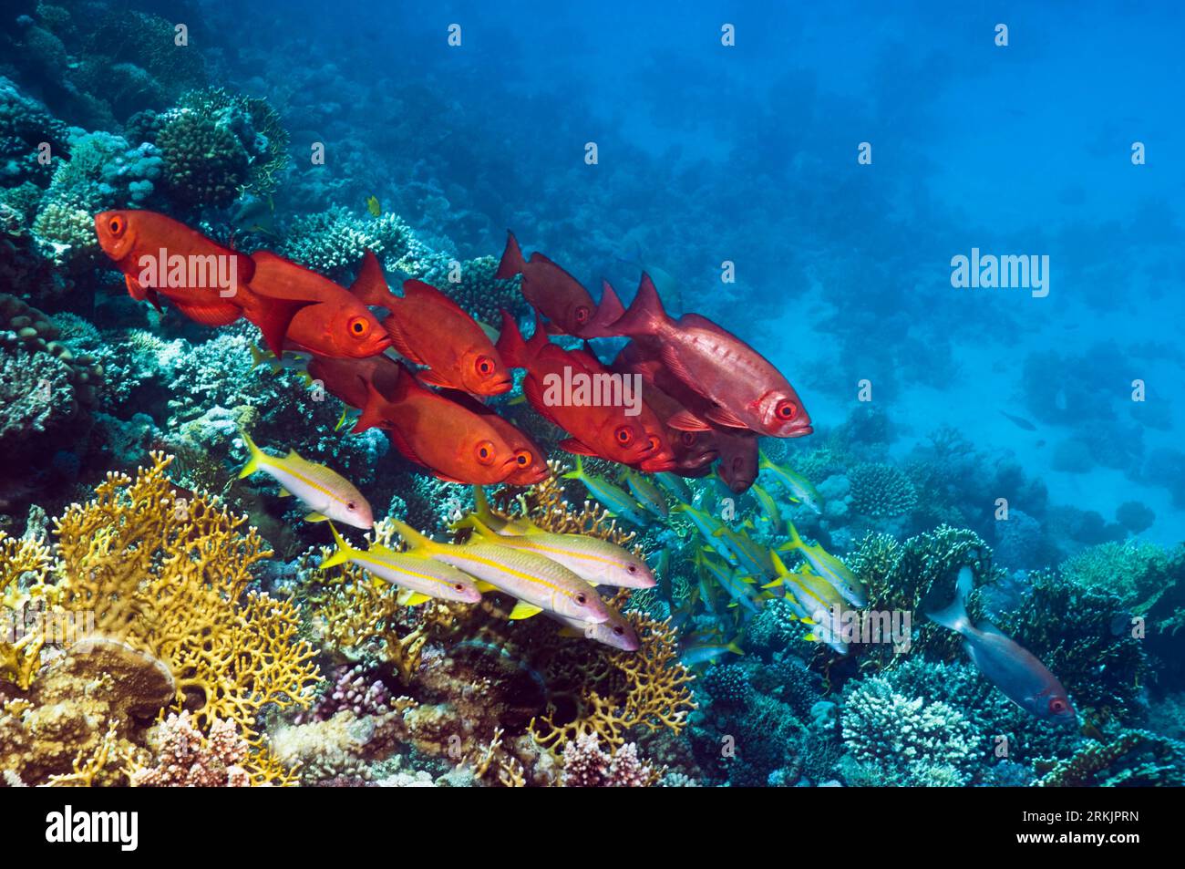 Big-eye or Goggle-eye (Priacanthus hamrur) and Yellowfin goatfish on ...