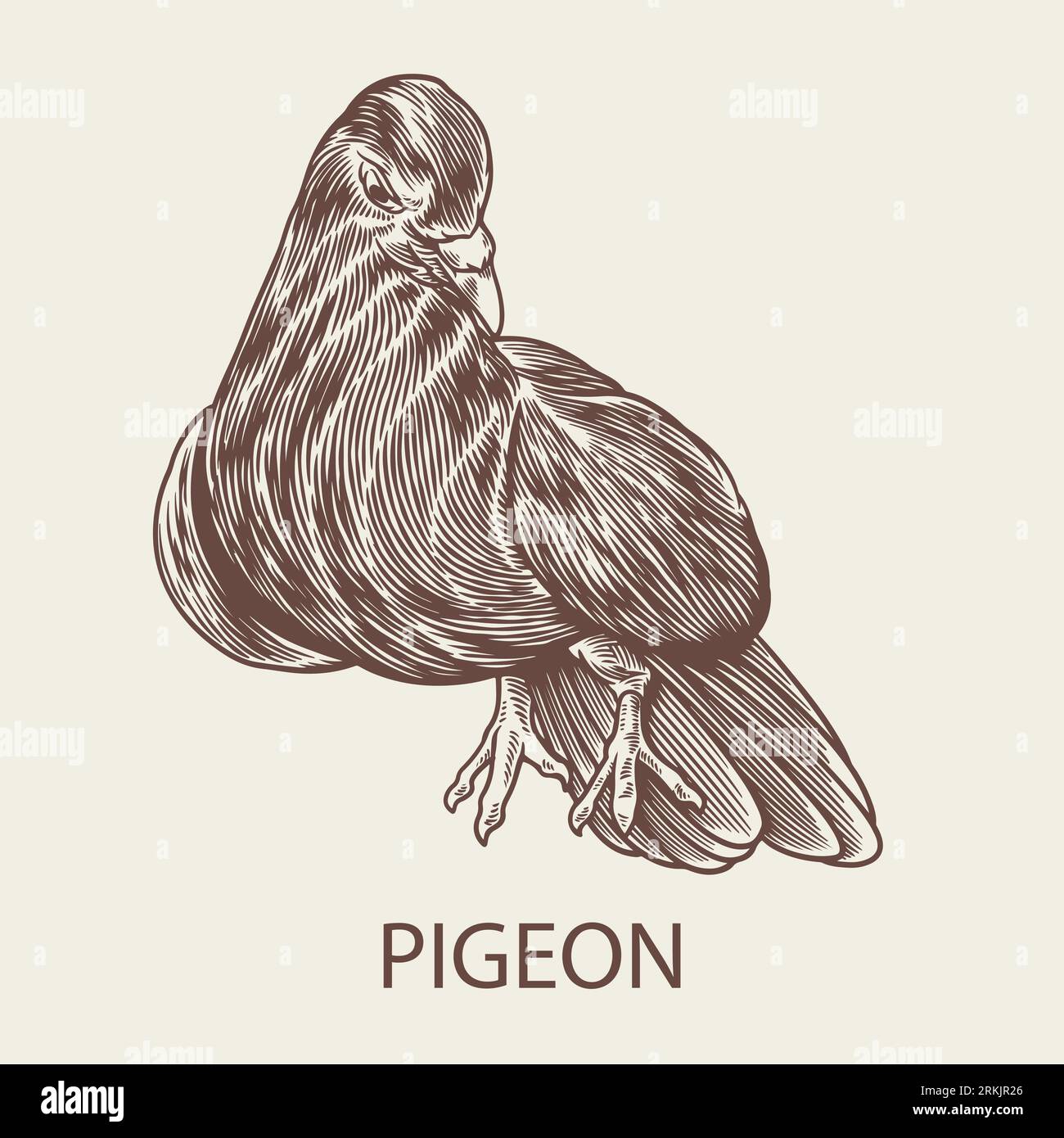 Pigeon hand drawn engraving sketch in vintage style. Exotic bird ...