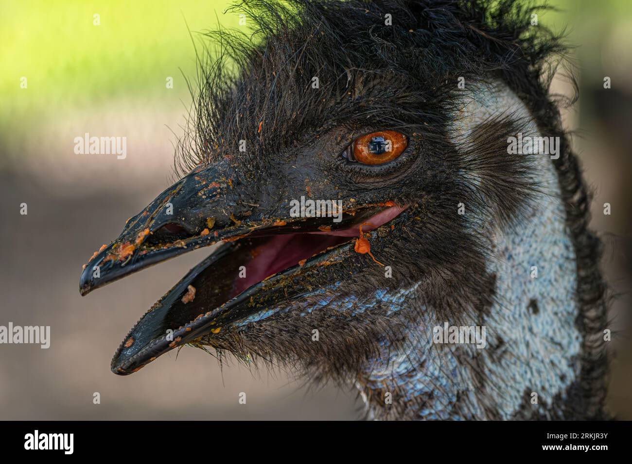 Emu in the bush hi-res stock photography and images - Alamy