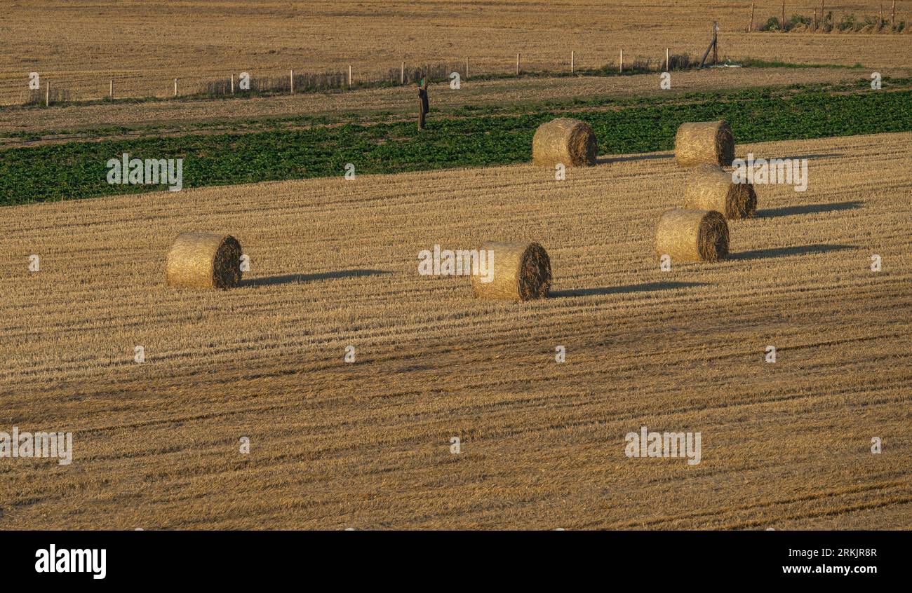 Straw bales hay in stubble hi-res stock photography and images - Alamy